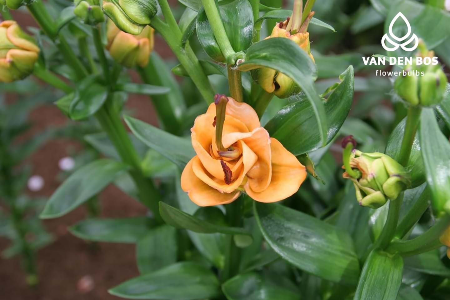 Apricot Fudge® (Overige) - Lily - Van den Bos Flowerbulbs Apricot Fudge® (Overige) - Lily - Van den Bos Flowerbulbs