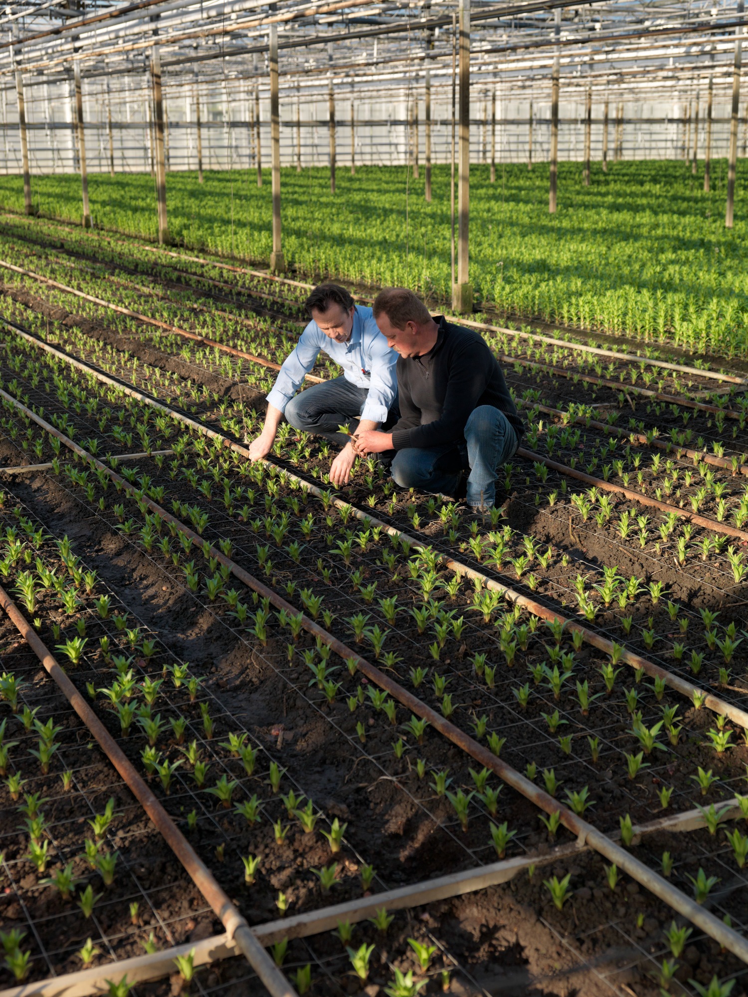 Van den Bos Flowerbulbs | Wereldleider in Lelies, Freesia’s & Calla’s
