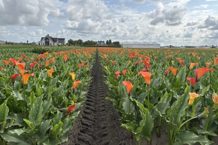 Van den Bos Flowerbulbs | Global Leader in Lilies, Freesias & Callas