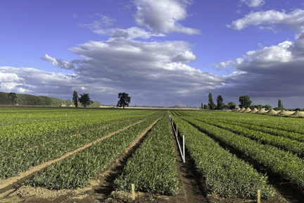 Van den Bos Flowerbulbs | Global Leader in Lilies, Freesias & Callas